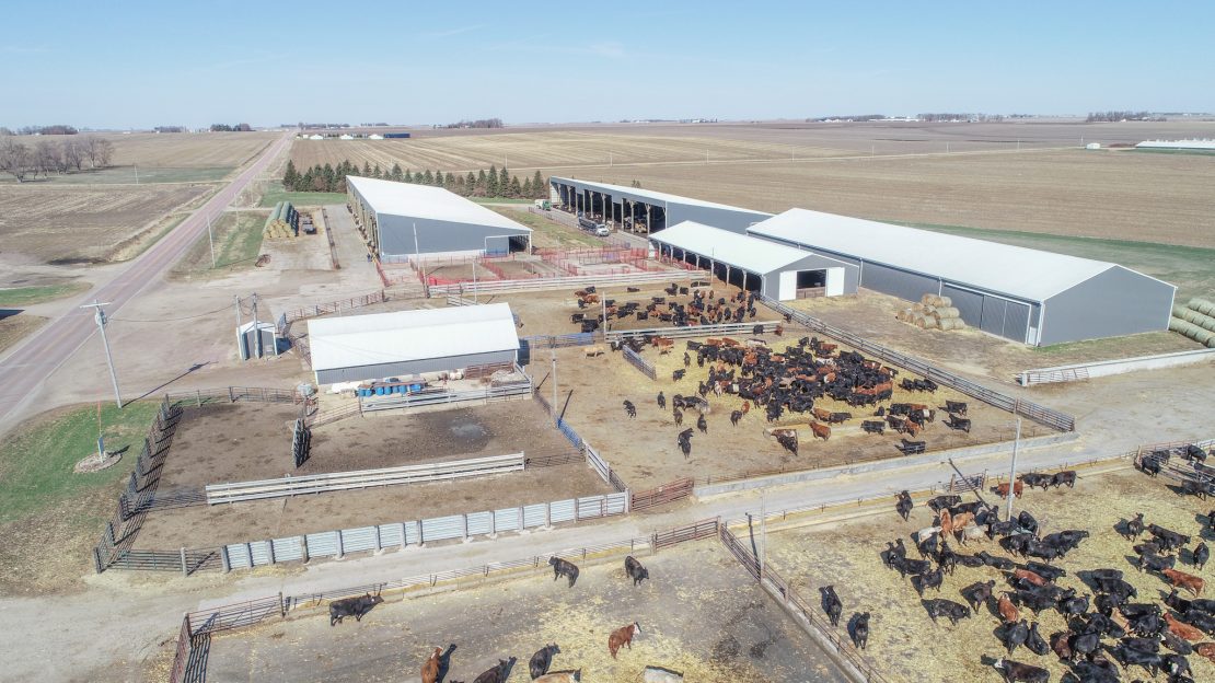 2700 Head Feedlot Cattle Feeding Facility